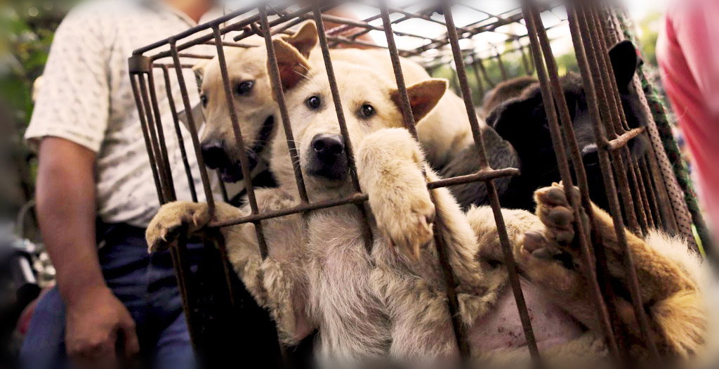 The Barbaric Yulin Festival Starts Today | DogExpress