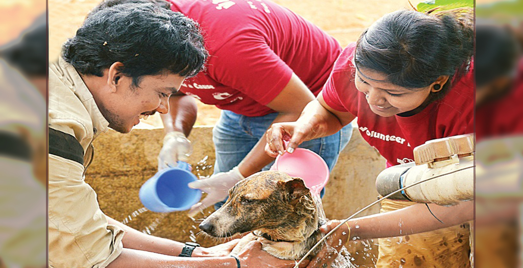 A Couple Runs Shelter For Street Dogs In Bengaluru | DogExpress