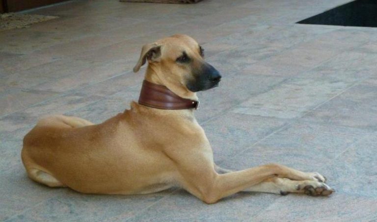 Top 5 Indian Dog Breeds List | Dog Breeds in India | DogExpress