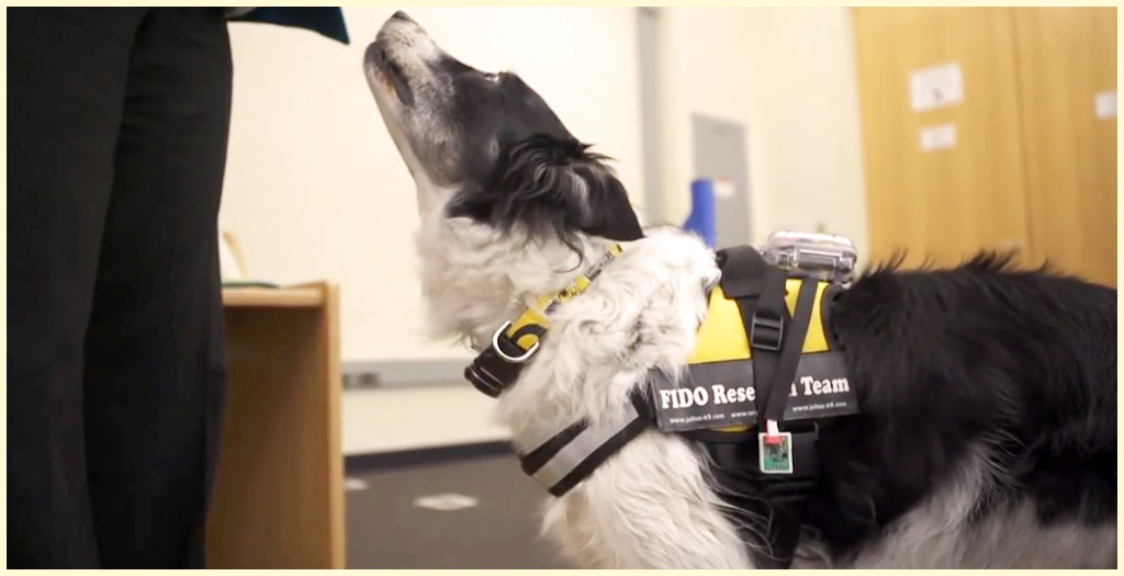 Now Dogs Can Talk With New Talking Dog Vest Technology | DogExpress