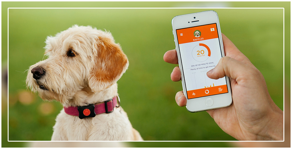 Doglogbook | World’s First Fitness App For Dogs | DogExpress