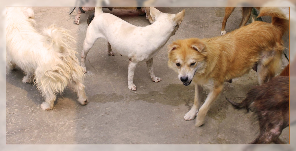 SC To Consider The Appeal Against Culling Of Stray Dogs