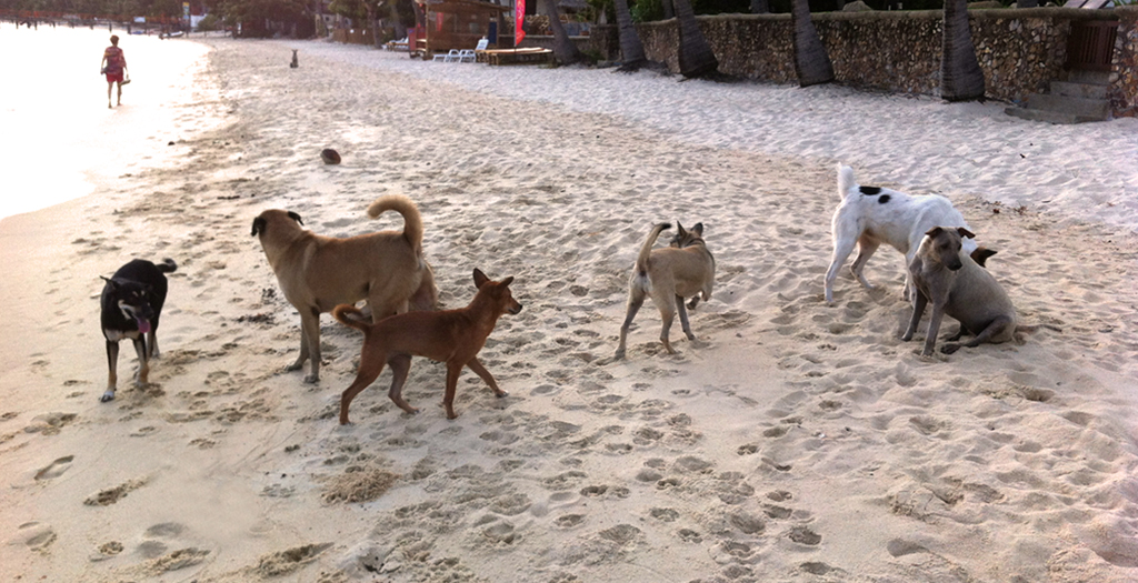Stray Dogs At Marina Will Be Getting ID Cards Soon | DogExpress