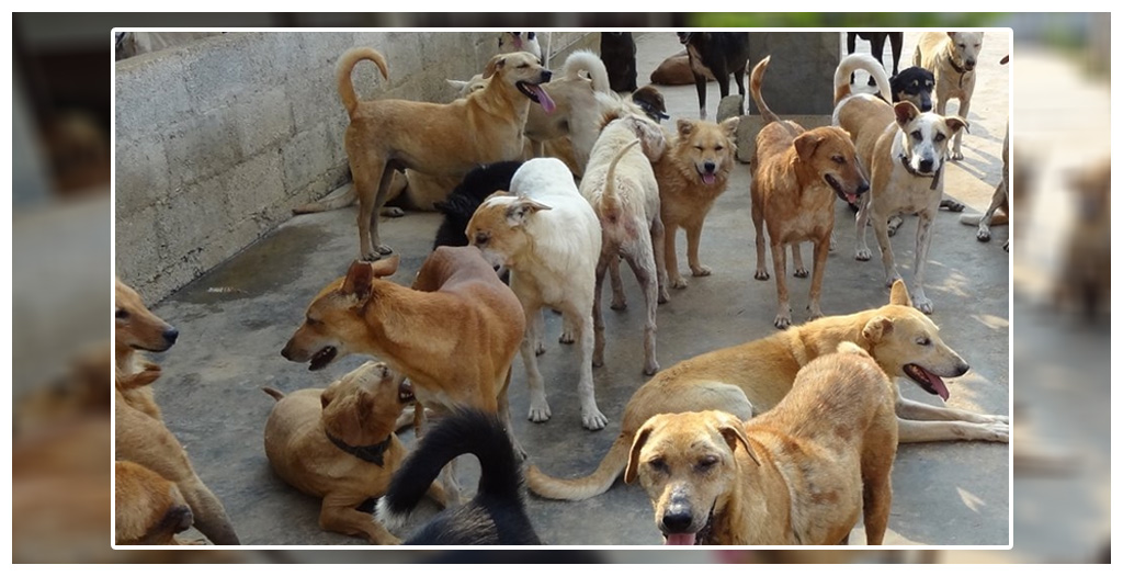 Special Funds Collected To Address Stray Dog Menace | DogExpress