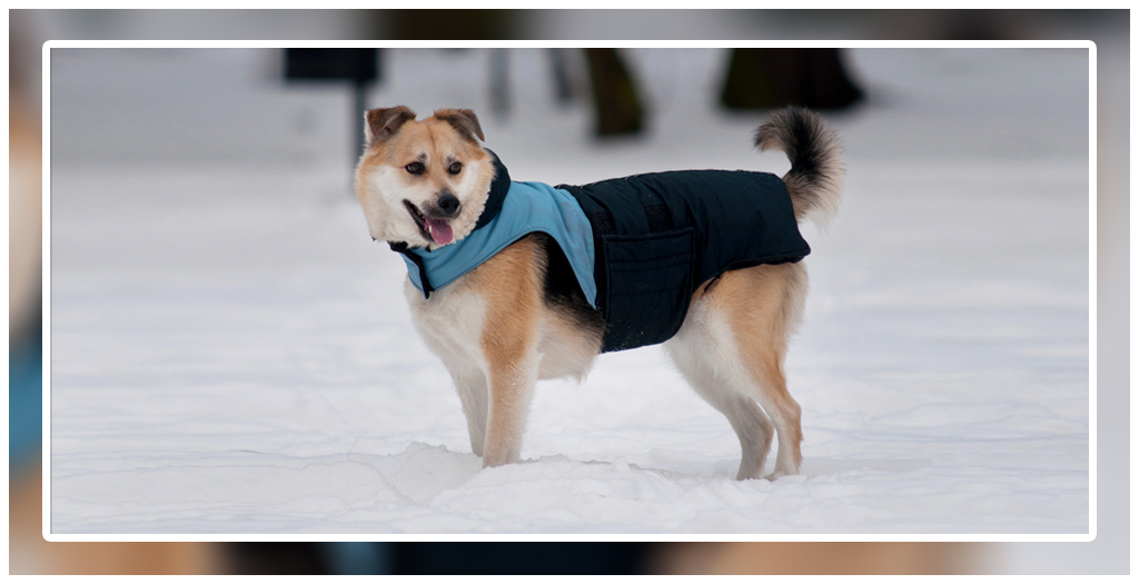 7 Tips To Keep Your Dog Active And Healthy This Winter | DogExpress