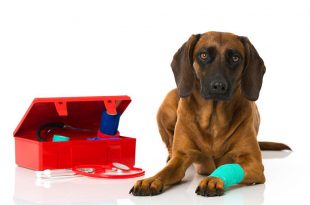 5 Safety And Health Tips For Hunting Dog | DogExpress