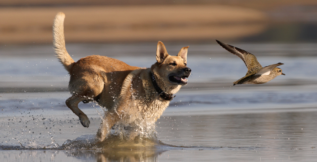 5 Safety And Health Tips For Hunting Dog | DogExpress