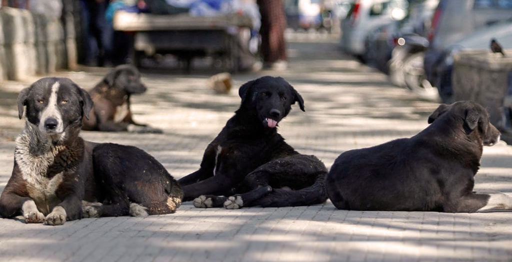 Immediate Reduction In Stray Dog Population In Kerala