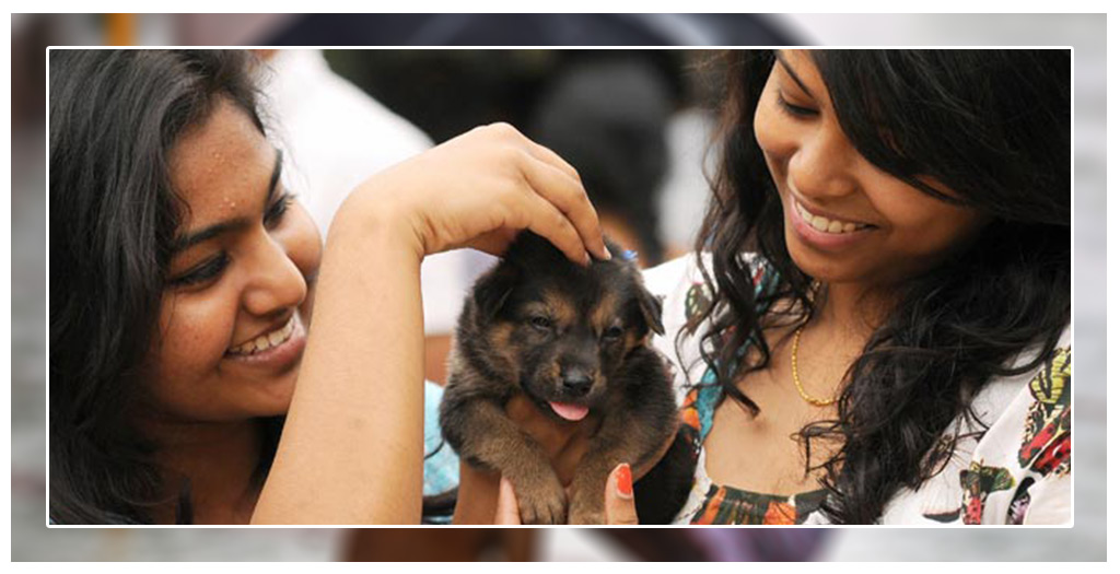 Indore Come Forward To Adopt Stray Dogs | DogExpress