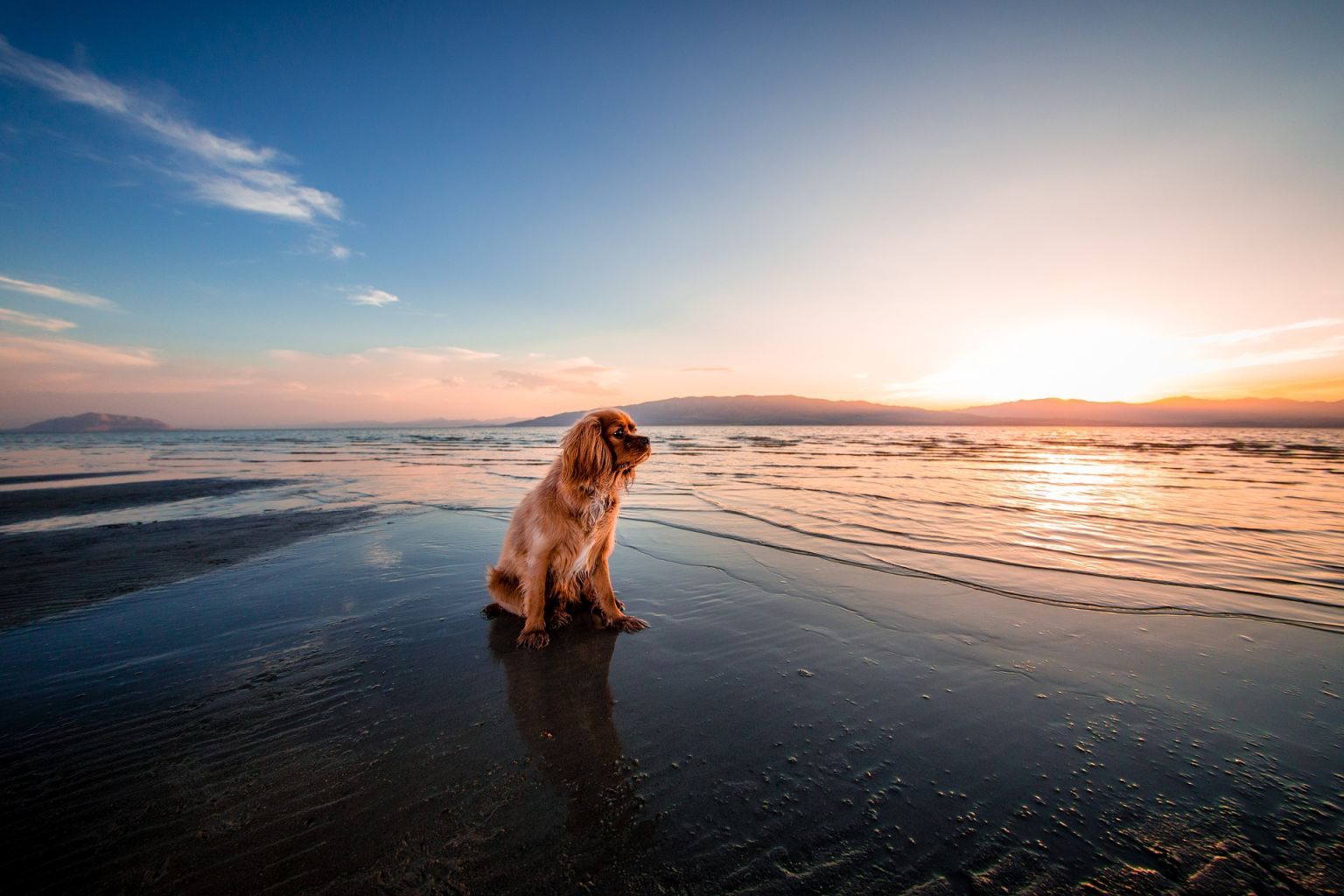 10 Inspiring Dog Quotes For You | DogExpress