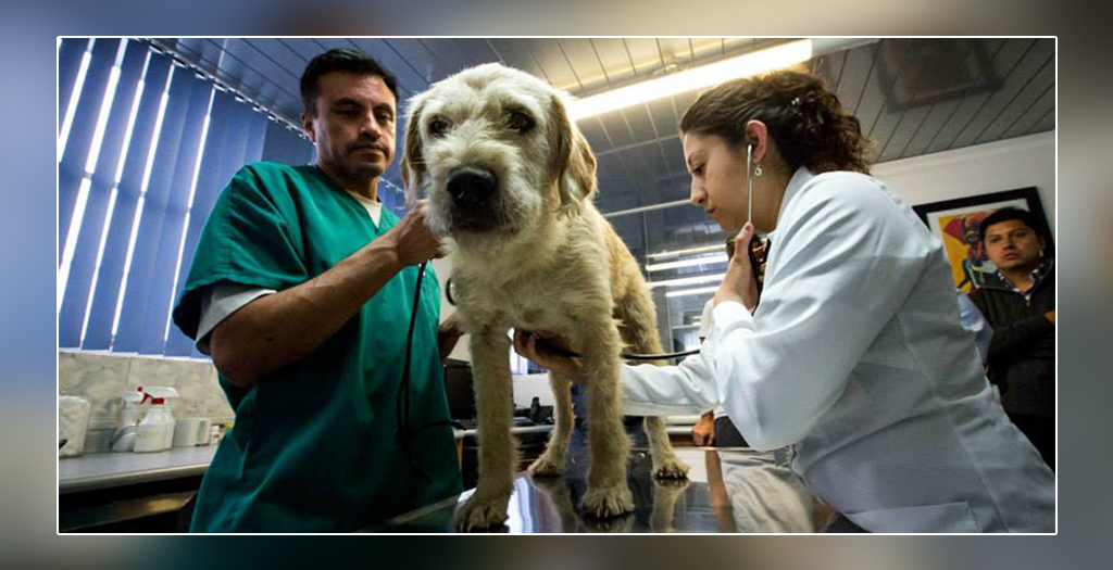 Keyhole Surgery Procedure For Painfree Sterilization Of Stray Dogs ...