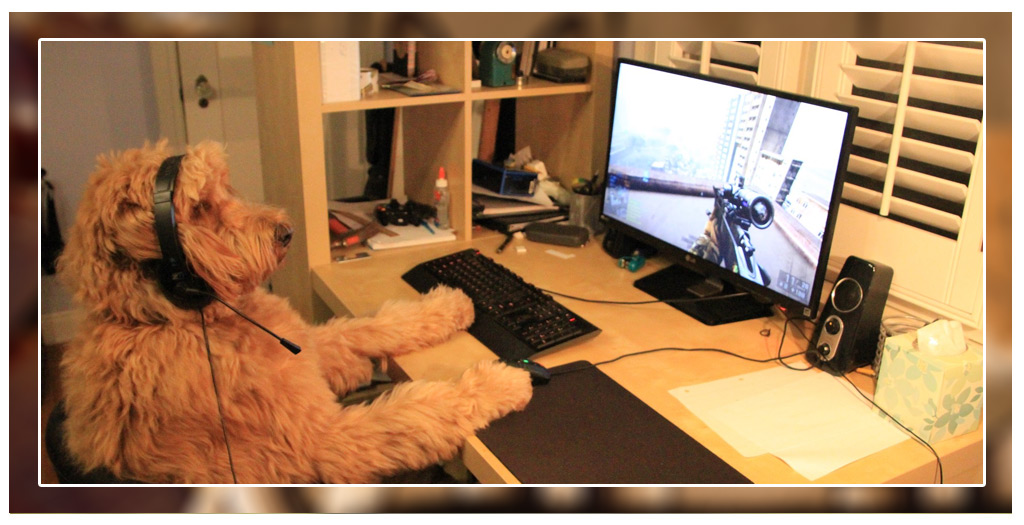 Tips To Keep Your Dog Happy While Alone | DogExpress