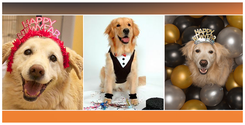 8 Adorable Dogs Ready To Celebrate New Year’s Eve - DogExpress