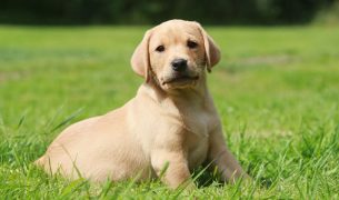 5 Most Affectionate Dog Breeds | DogExpress