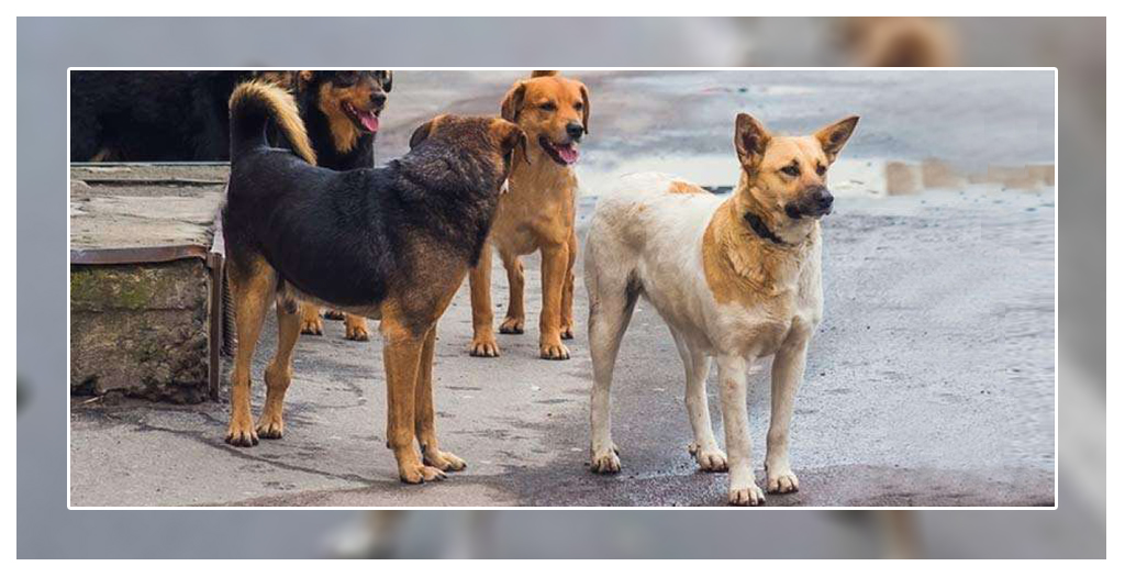 Civic Body Starts Drive To Catch Stray Dogs In Bathinda | DogExpress