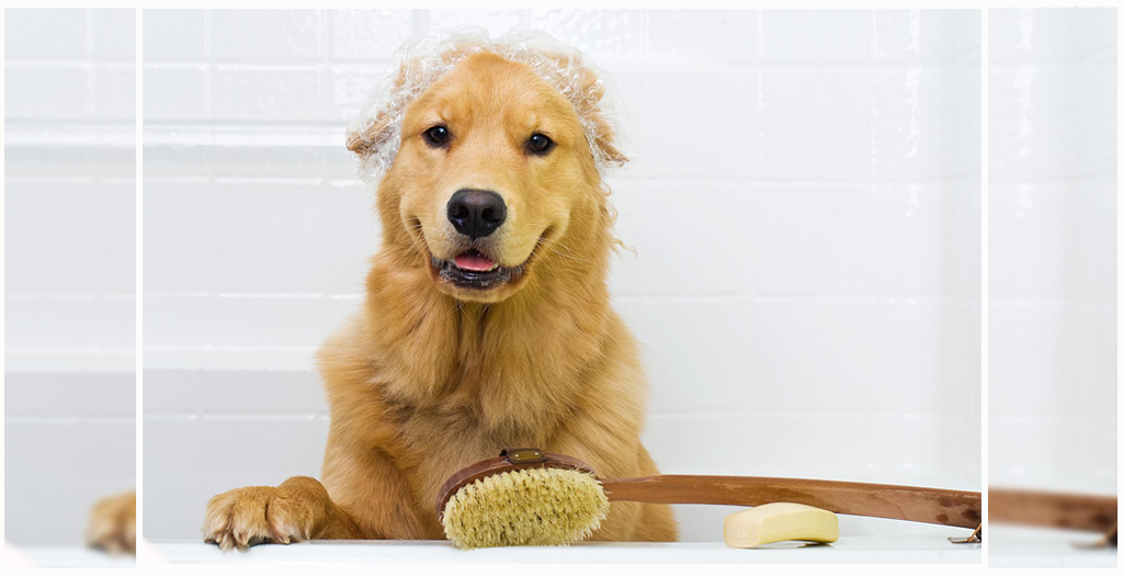 How Often Should You Clean Your Dog? | DogExpress