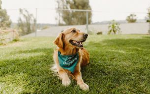 10 Activities To Do With Your Dog This Spring | DogExpress