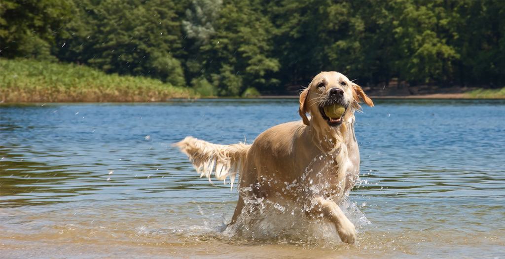 10 Activities To Do With Your Dog This Spring | DogExpress
