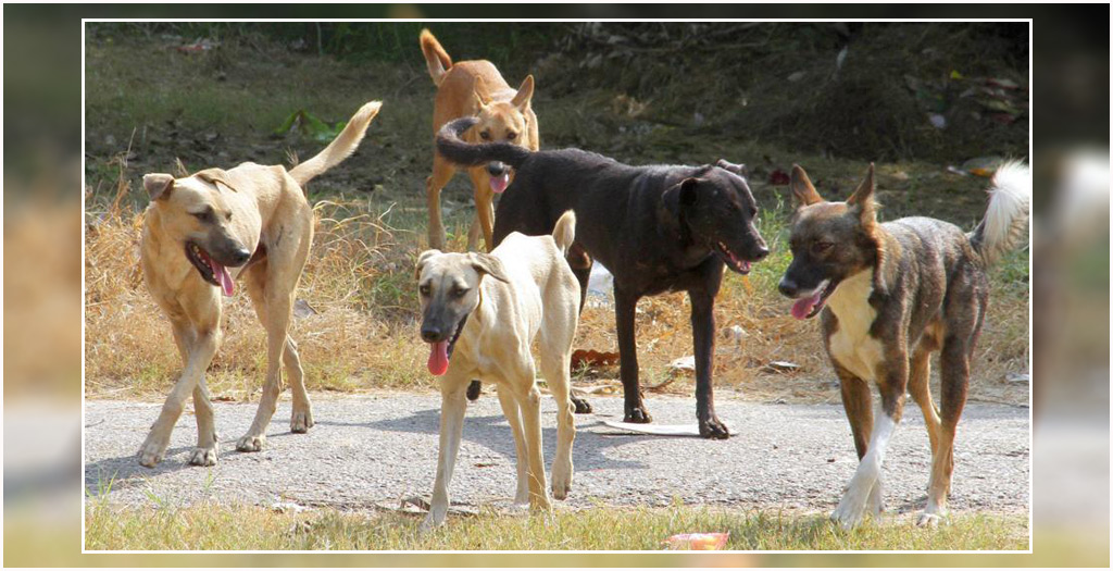 Stray Dog-Bite Cases Increases In Tricity | Chandigarh | DogExpress