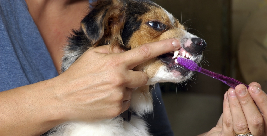 How to Remove Tartar From Your Dog’s Mouth | DogExpress