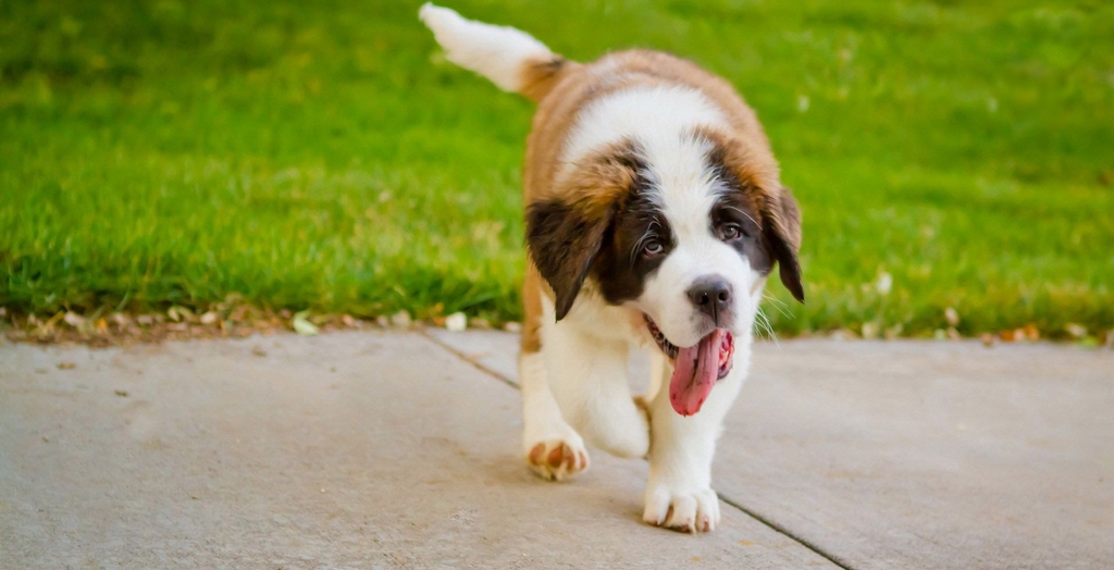 Foreign Dog Breeds | DogExpress