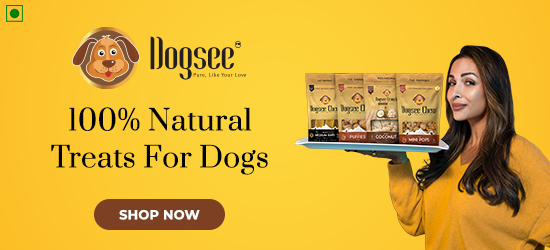 Shih Tzu Dog Breed Information, Price, Images | DogExpress