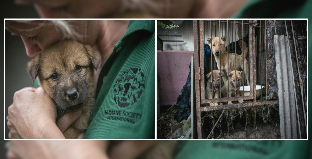 HSI Rescued 149 Dogs From South Korean Dog Meat Festival | DogExpress