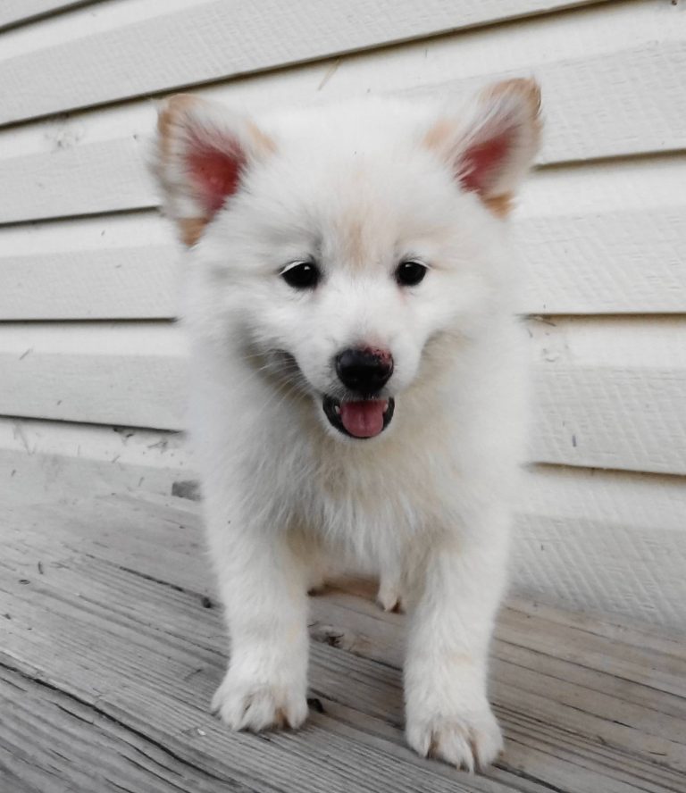 How to Train A Pomsky Puppy Perfectly | DogExpress