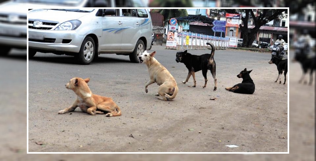High Court Take Serious Note Of Stray Dog Menace | DogExpress