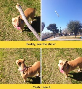 Dogs With Funny Facial Expressions | DogExpress