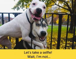 Dogs With Funny Facial Expressions | DogExpress