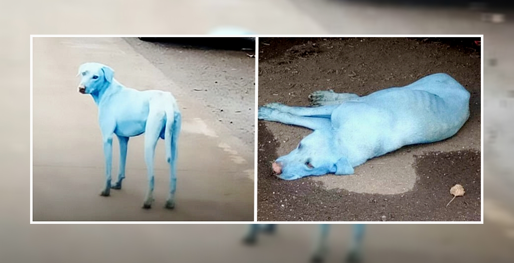 Stray Dogs With Blue Fur Spotted On Streets Of Mumbai | DogExpress