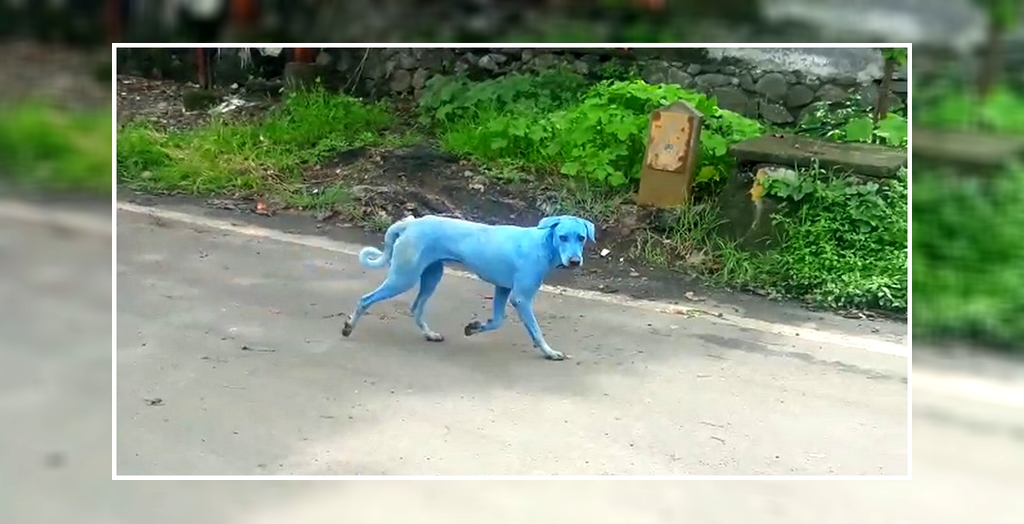 Pollution Board Closes Mumbai Company After Dogs Turn Blue