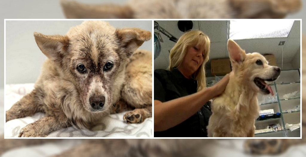 Vets Save A Dog Infested With 100,000 Fleas | DogExpress
