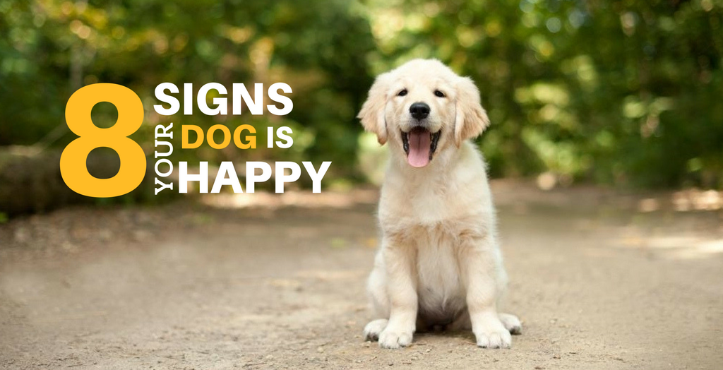 8 Signs Your Dog Is Happy | DogExpress