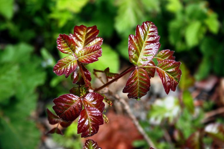 Protect Your Dog From These Poisonous Plants In Your Garden | DogExpress