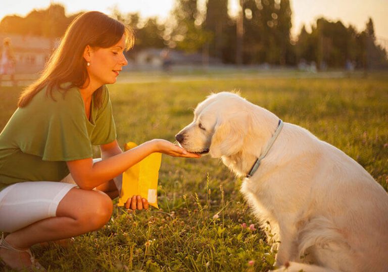 Decoding Canine Bliss: 15 Happy Dog Indicators | DogExpress