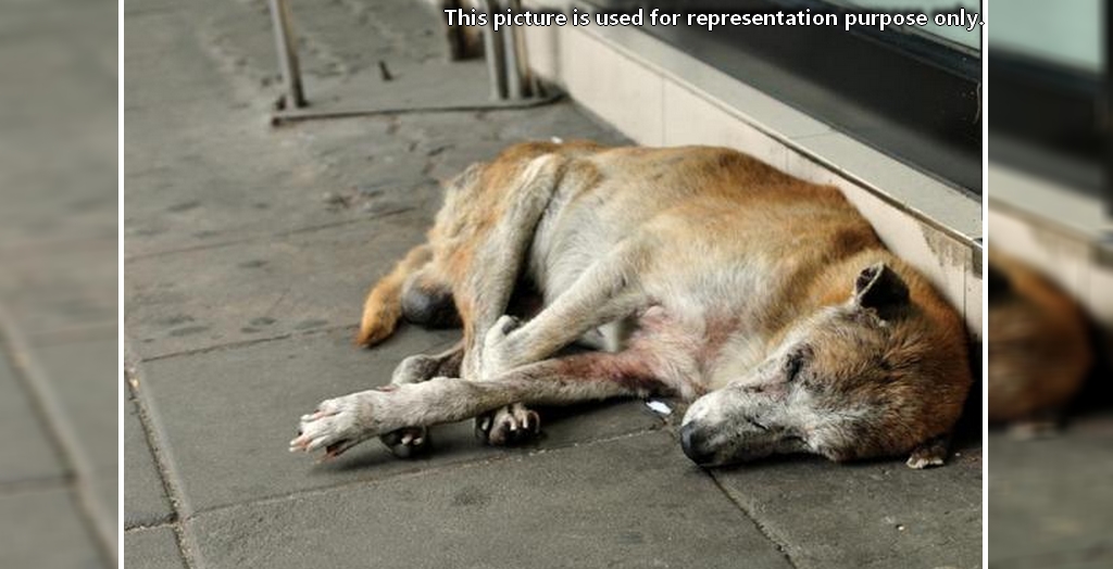 Ill-Treatment Of Stray Dogs After Sterilization In Mohali