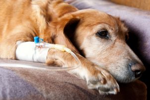 Canine Paralysis Symptoms, Causes And Treatment | DogExpress
