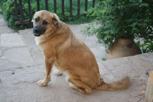 Canine Paralysis Symptoms, Causes And Treatment | DogExpress