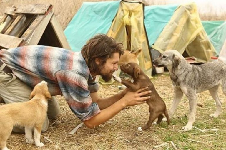 5 Ways to Help Stray Dogs In Your Neighborhood | DogExpress