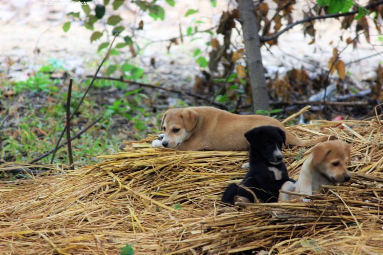 5 Ways to Help Stray Dogs In Your Neighborhood | DogExpress