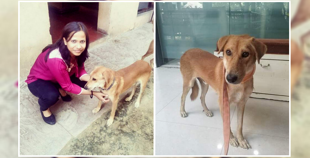 Street Dog Helpline Number Mumbai at Peter Chavez blog