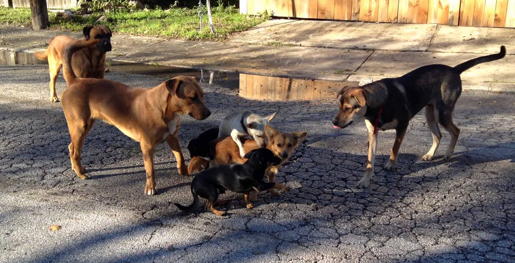 Animal Activists Plan To Carry Out Awareness Drives On Stray Dogs ...