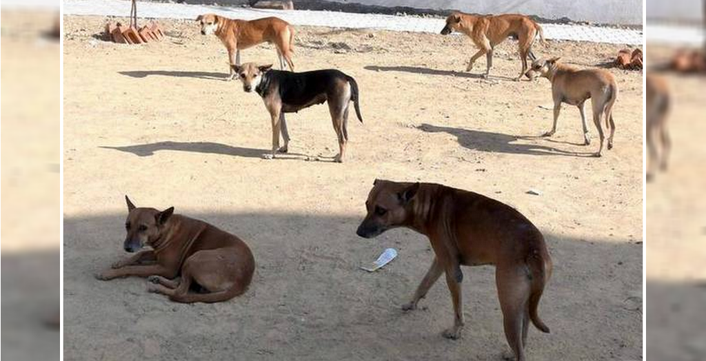 Cruel Treatment Of Stray Dogs In Chennai | DogExpress