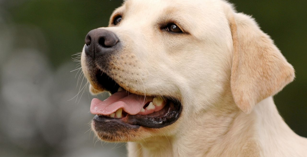 Labrador Retrievers Declared Most Popular Dog Breed In 2017