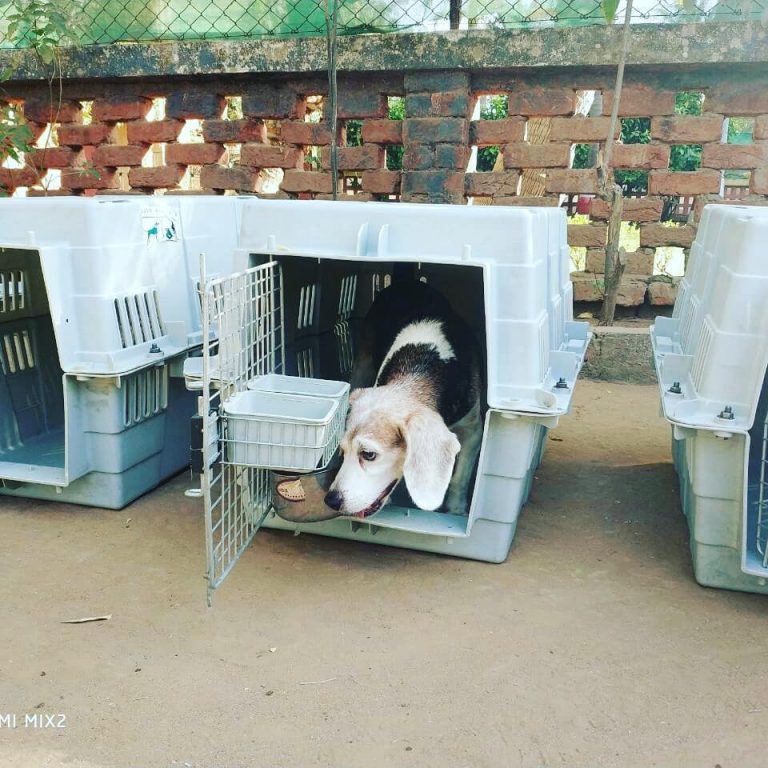 21 Beagles Released By A Testing Laboratory Now