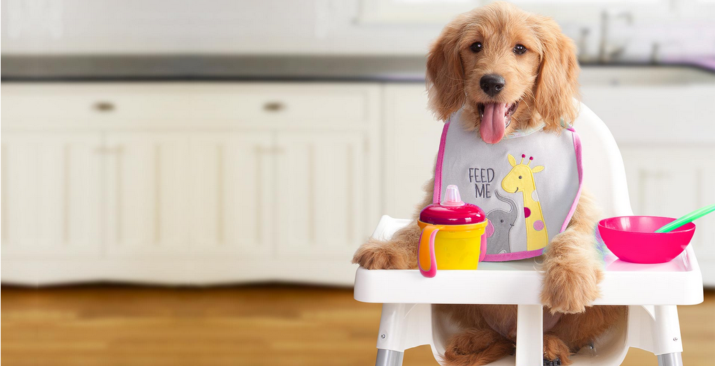3 Summer Food Ideas For Your Pet Dog | DogExpress