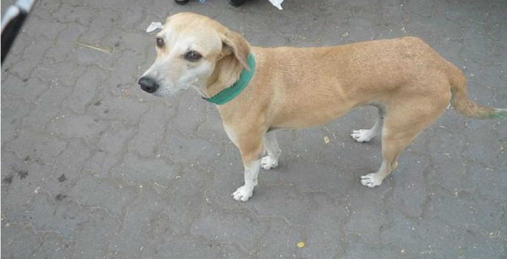 Strays vaccinated against rabies get green collars | DogExpress