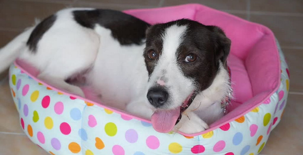 How To Provide Comfy Stay To Your Doggie? | DogExpress